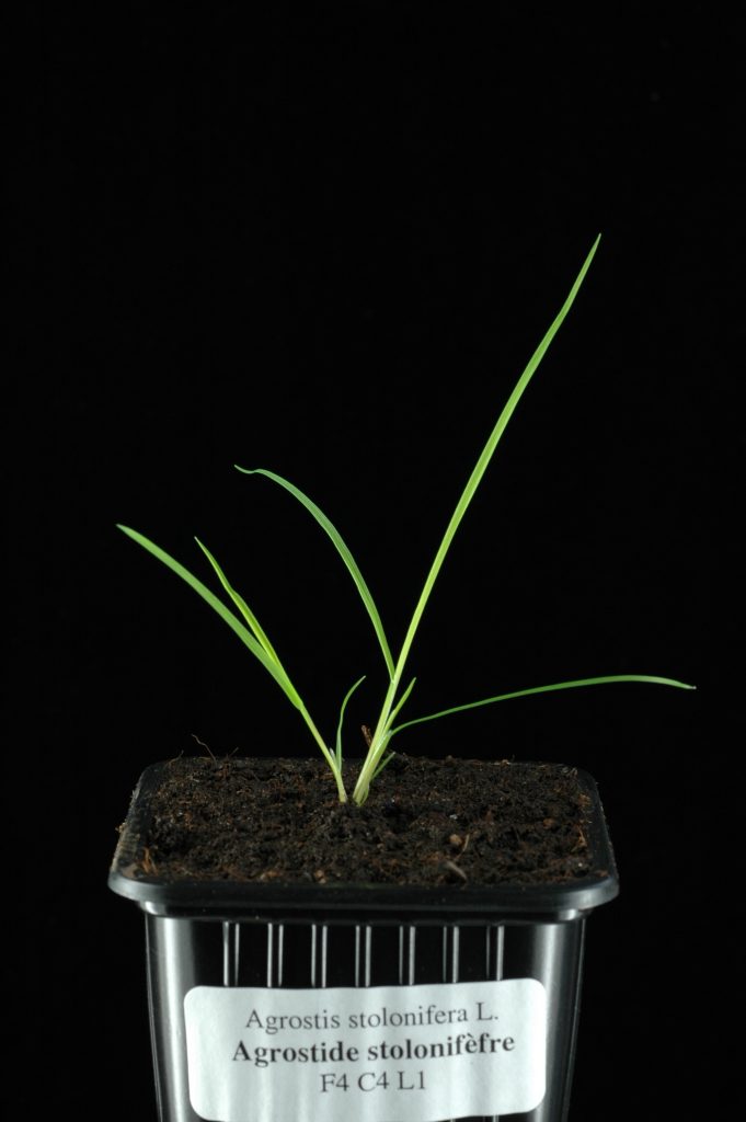 Creeping Bent Grass – Encyclopedia pratensis