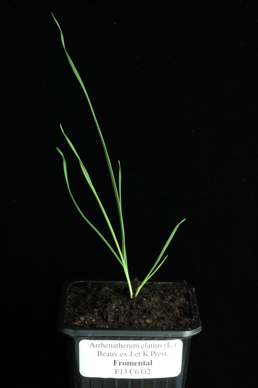 False Oat-grass – Encyclopedia pratensis