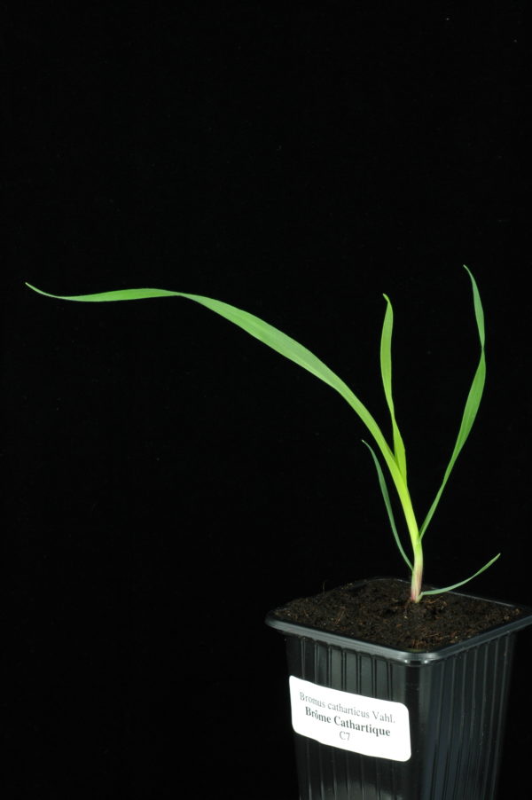 Rescuegrass – Encyclopedia pratensis