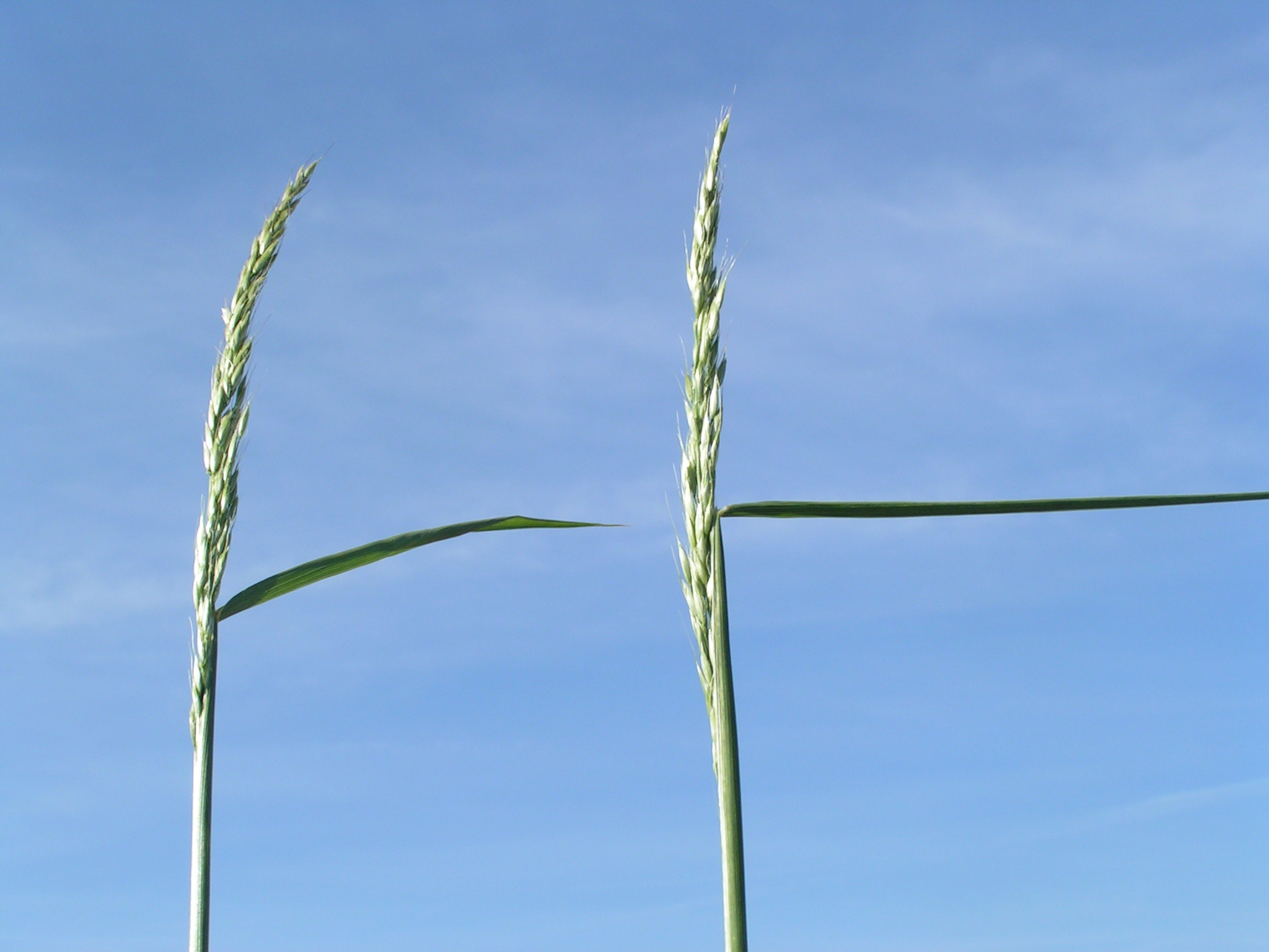 False Oat-grass – Encyclopedia pratensis