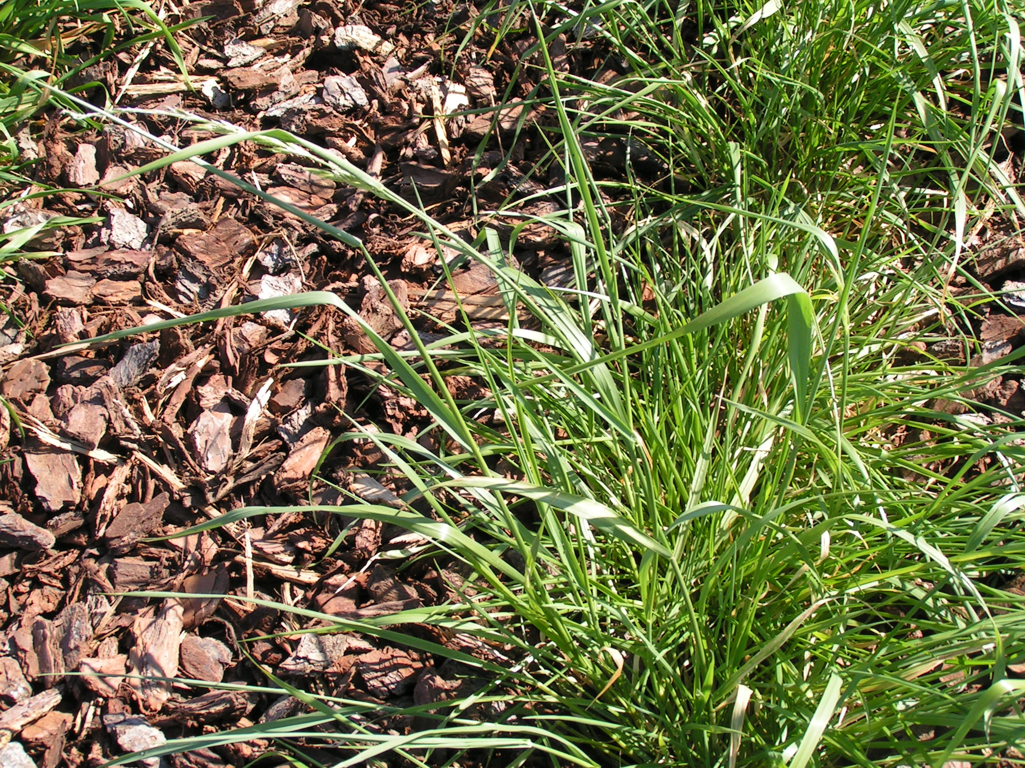 False Oat-grass – Encyclopedia pratensis