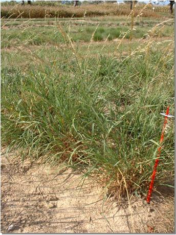 False Oat-grass – Encyclopedia pratensis