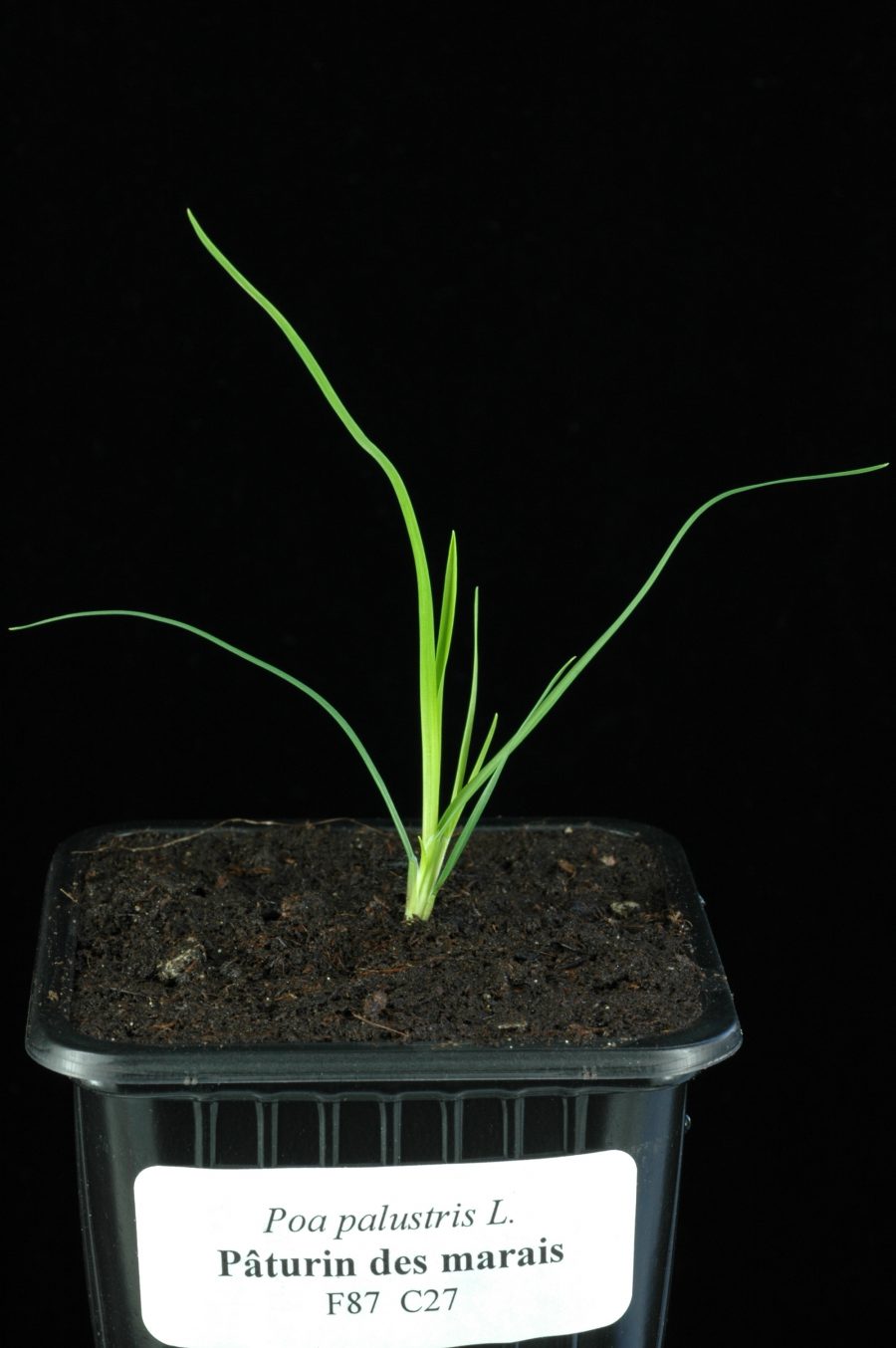 Fowl Bluegrass – Encyclopedia pratensis