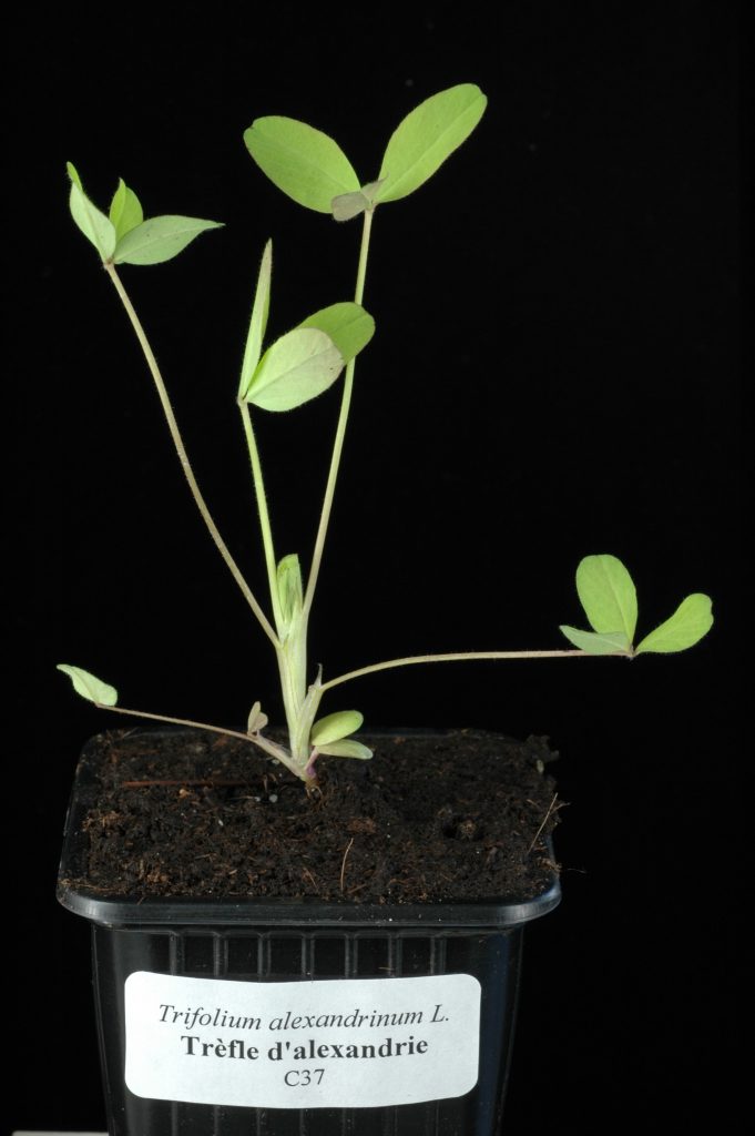 Egyptian Clover – Encyclopedia pratensis