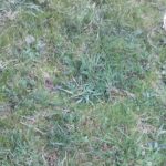 Le surpâturage : ne vous coupez pas l’herbe sous le pied ! – Encyclopedia pratensis