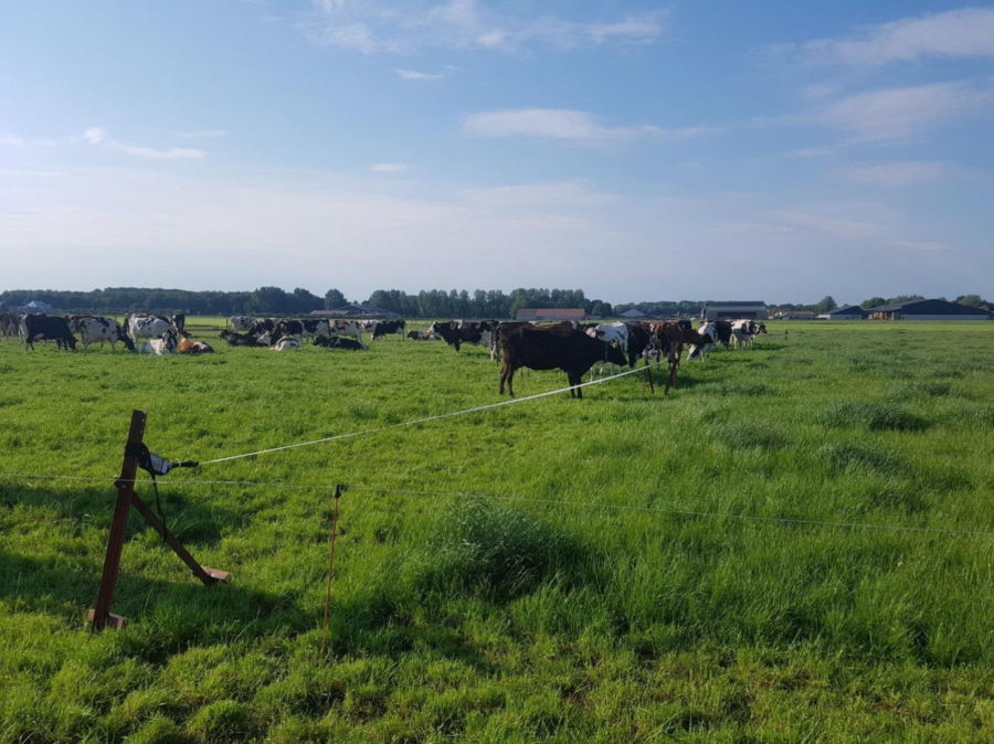 Irish grazing system on education farm – Encyclopedia pratensis