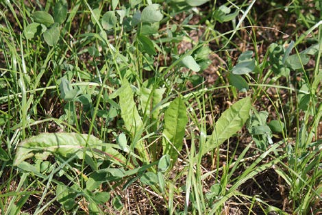 Herbs introduction in grassland sward, grass fed milk and dairy ...
