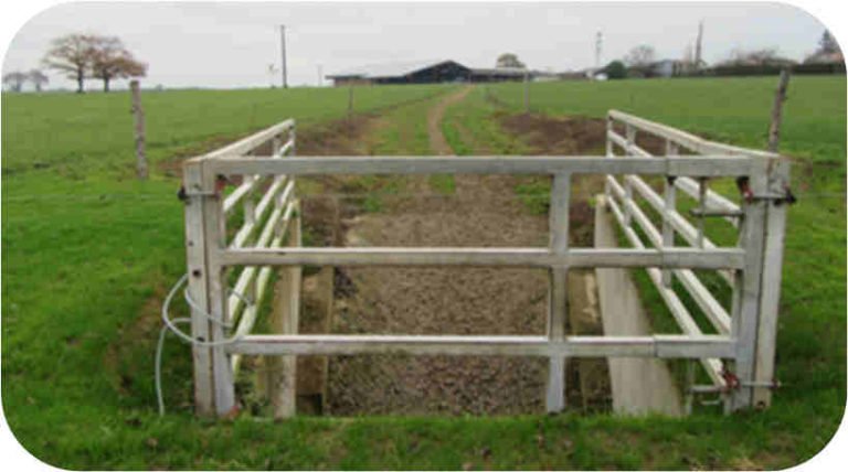 Building a cow tunnel to increase grazing area – Encyclopedia pratensis