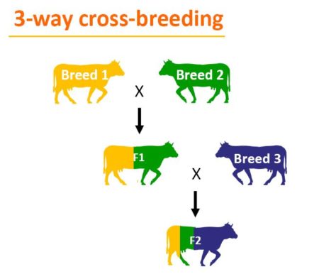 Cross-breeding and grazing management – Encyclopedia pratensis