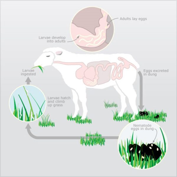 Control and prevention of sheep gastrointestinal parasites during ...