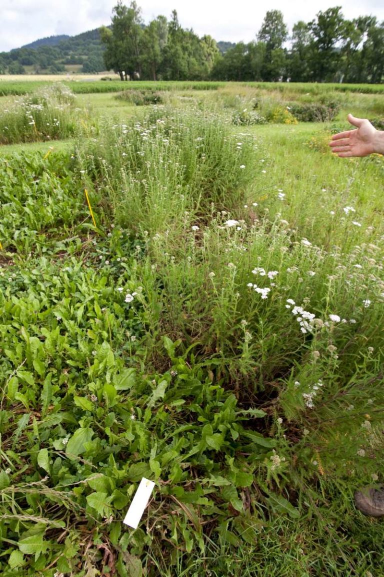 Les cultures dérobées constituent des fourrages de bonne valeur nutritive – Encyclopedia pratensis